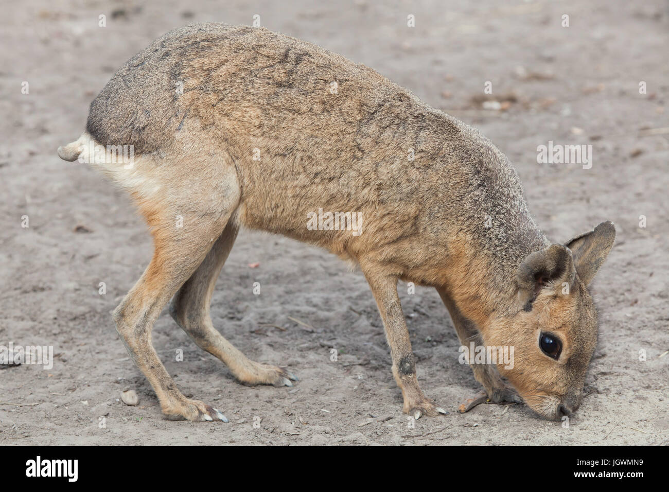 Maras animal hi-res stock photography and images - Alamy