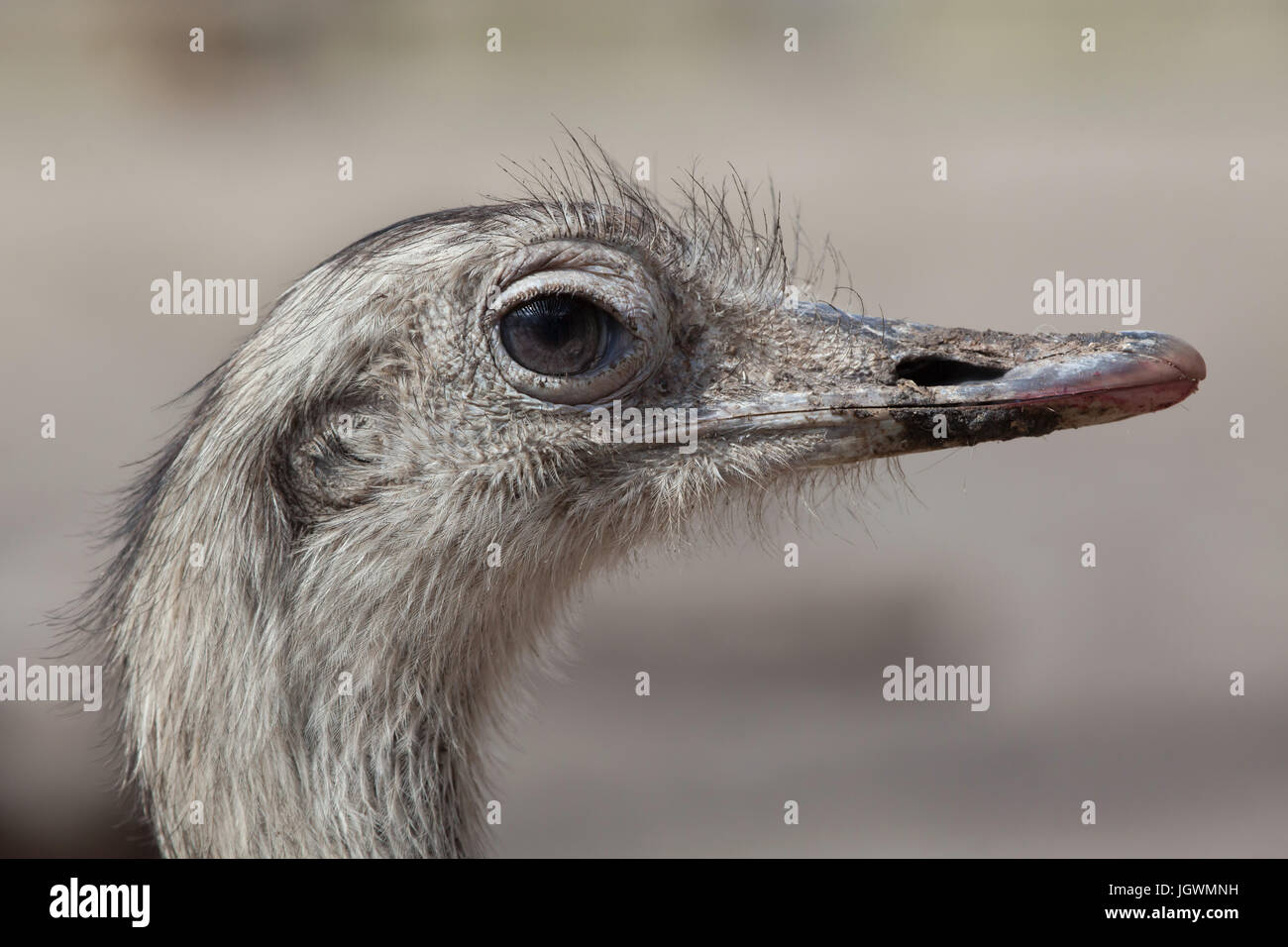 Greater rhea (Rhea americana), also known as the common rhea Stock ...