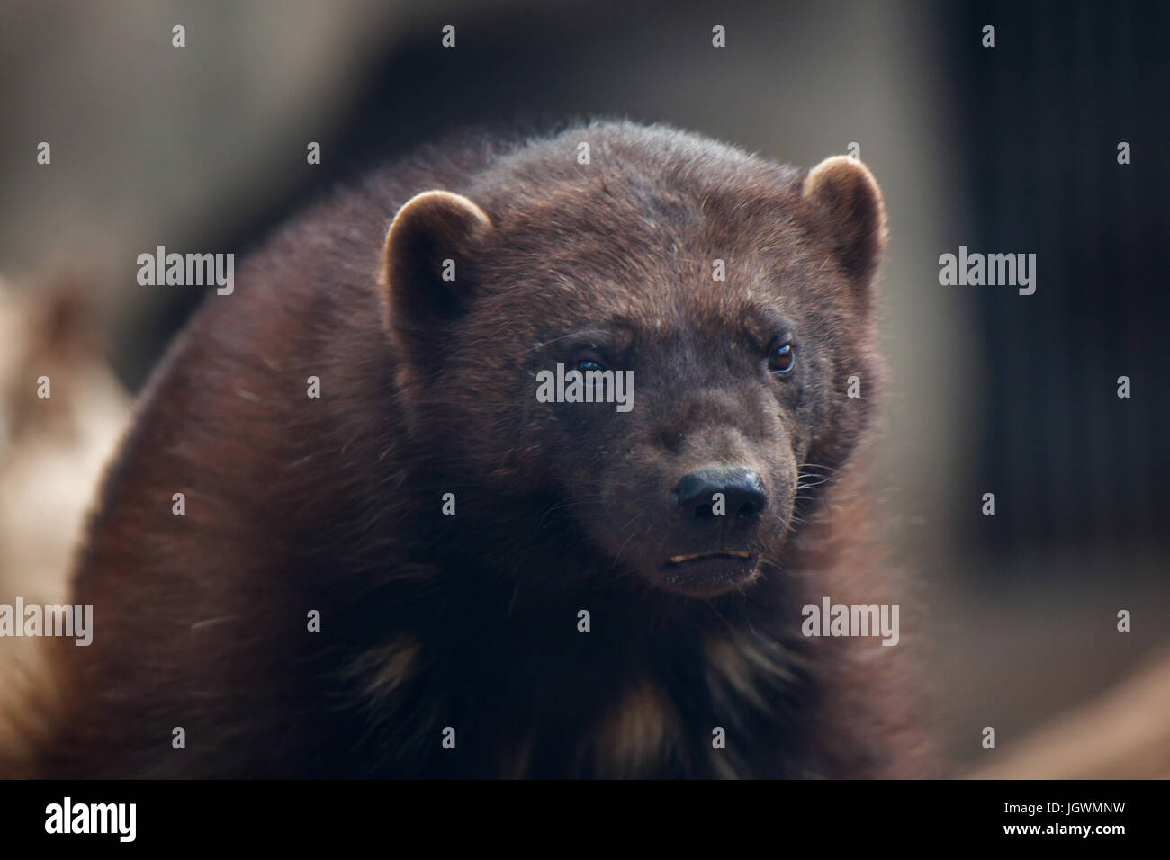 Wolverine (Gulo gulo), also known as the glutton Stock Photo - Alamy