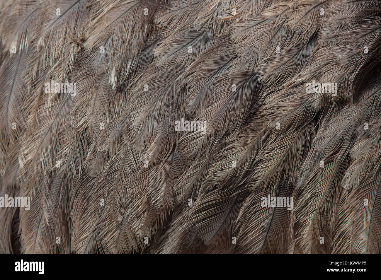 Greater rhea (Rhea americana), also known as the common rhea. Plumage ...