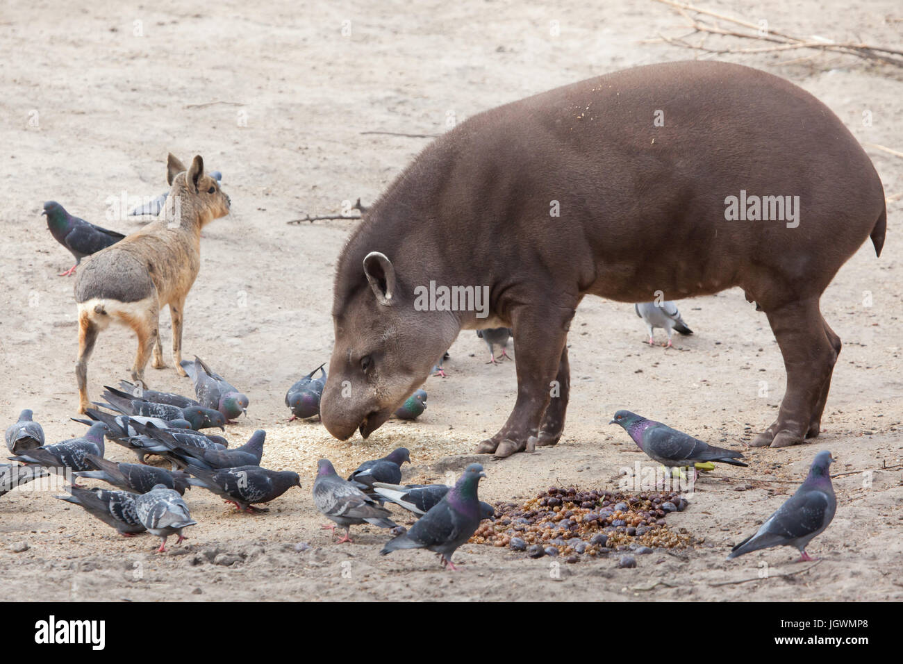 South American Tapir In Nature High Resolution Stock Photography and ...