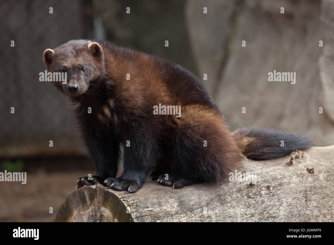 Wolverine glutton carcajou gulo gulo hi-res stock photography and ...