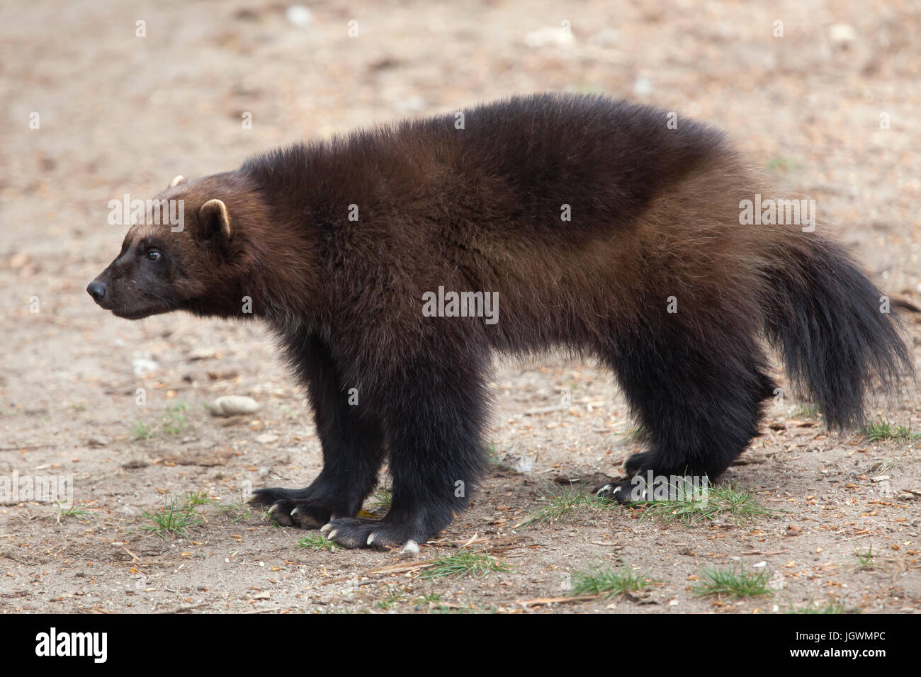 Wolverine (Gulo gulo), also known as the glutton Stock Photo - Alamy