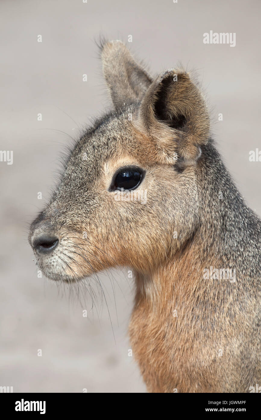 Patagonian mara (Dolichotis patagonum), also known as the Patagonian ...