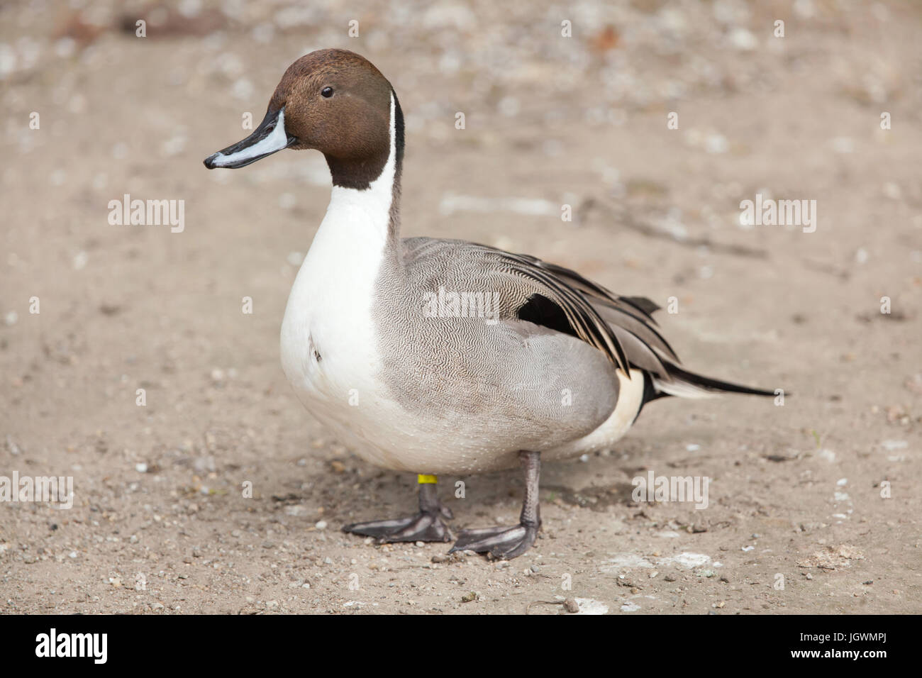 Northern pintail (Anas acuta). Wild life animal Stock Photo - Alamy