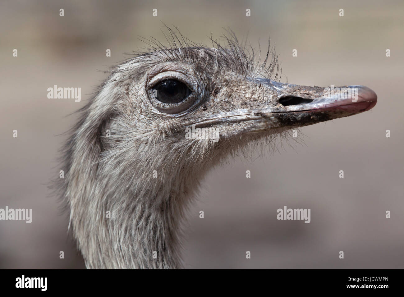 Greater rhea (Rhea americana), also known as the common rhea Stock ...