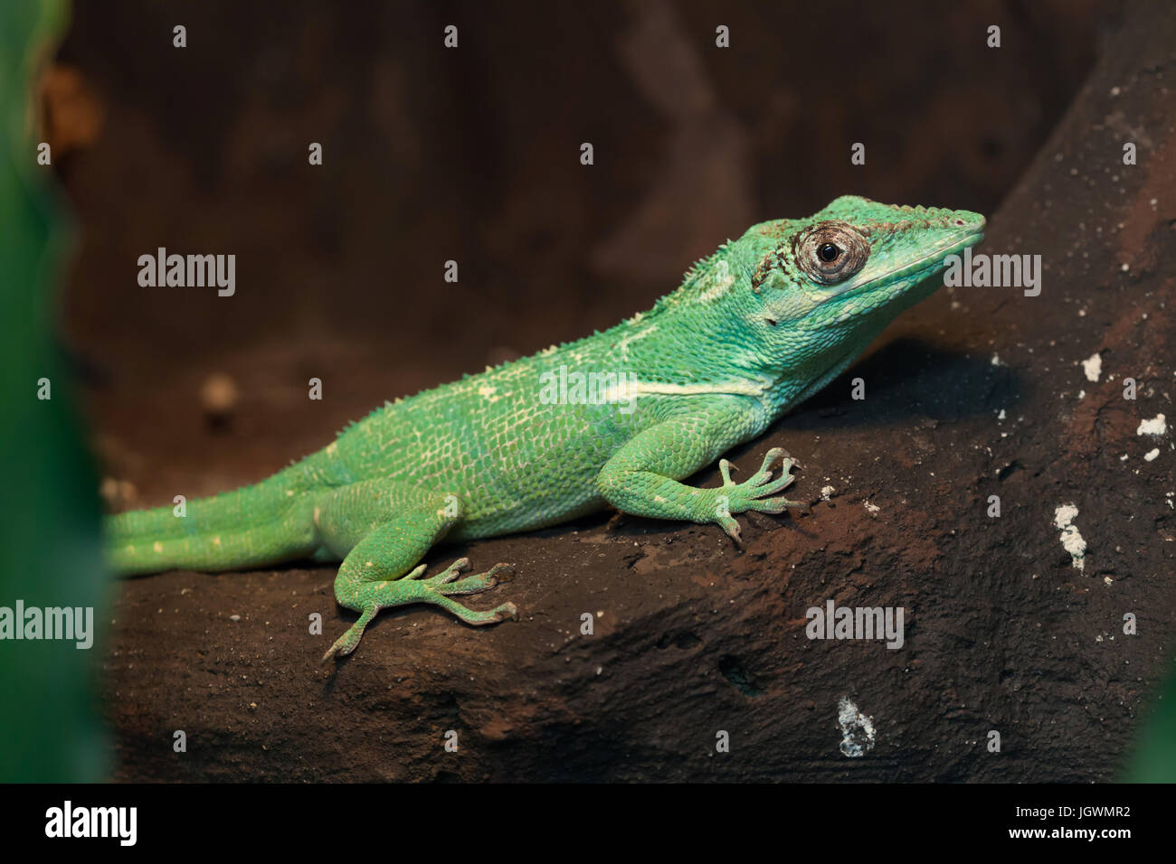 Knight anole (Anolis equestris), also known as the Cuban knight anole ...