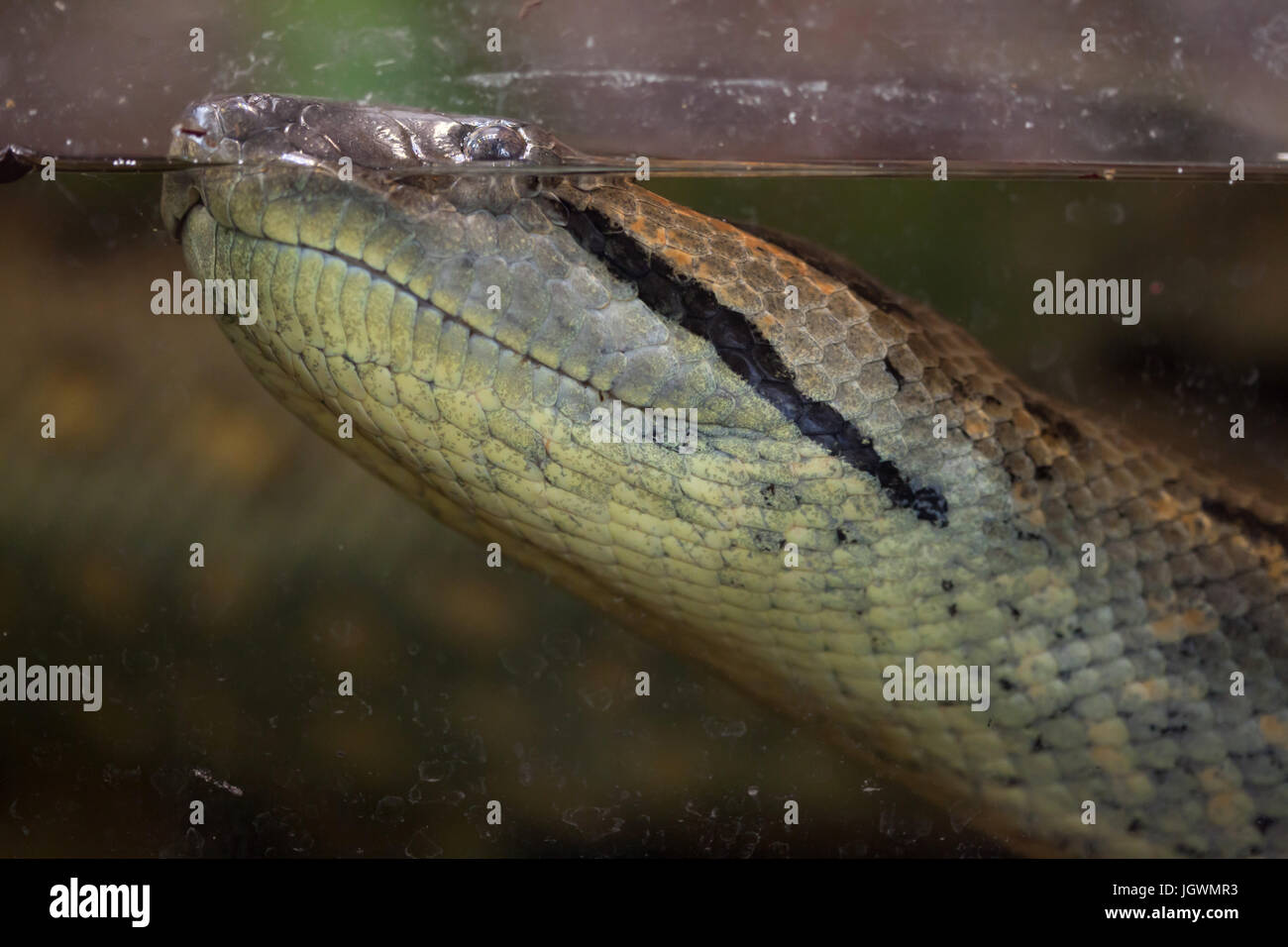 South america green anacondas hi-res stock photography and images - Alamy