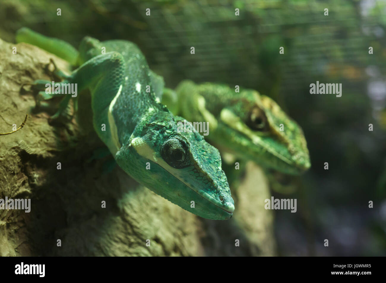 Knight anole (Anolis equestris), also known as the Cuban knight anole ...