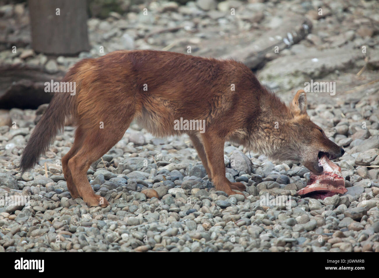 White Dhole
