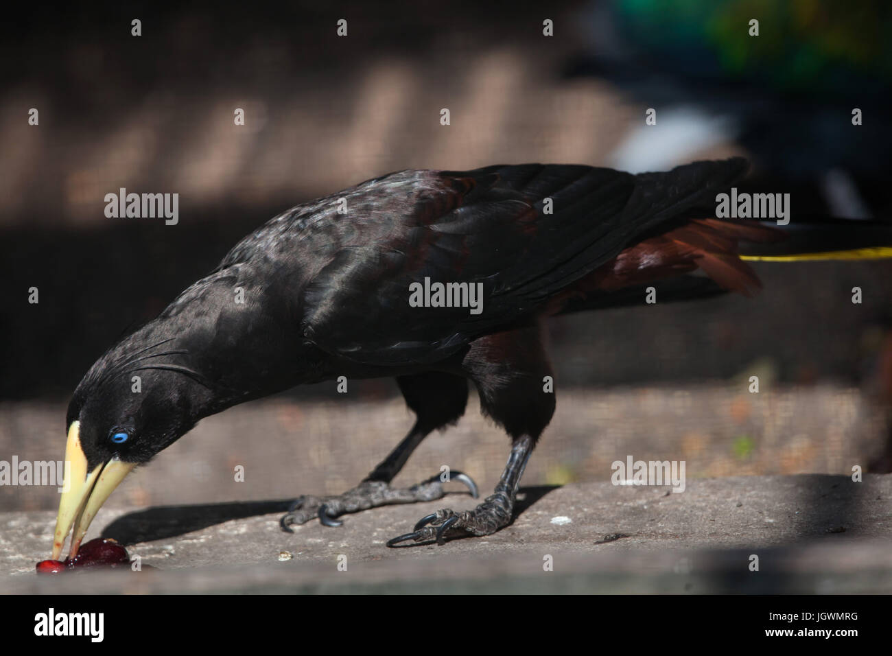 Crested oropendola (Psarocolius decumanus), also known as the Suriname ...