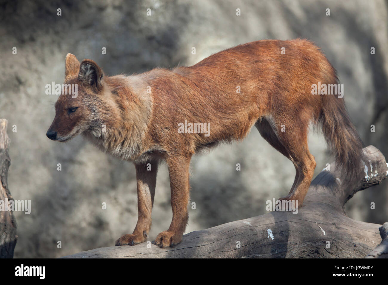 Ussuri dhole (Cuon alpinus alpinus), also known as the Indian wild dog ...