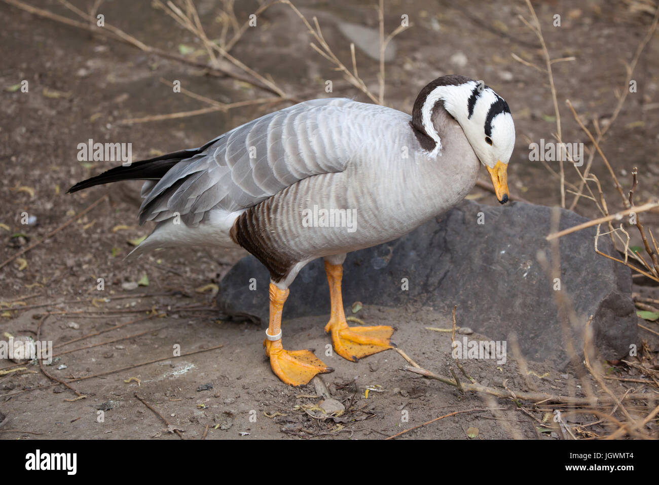 Bar-headed goose (Anser indicus). Wild life animal Stock Photo - Alamy