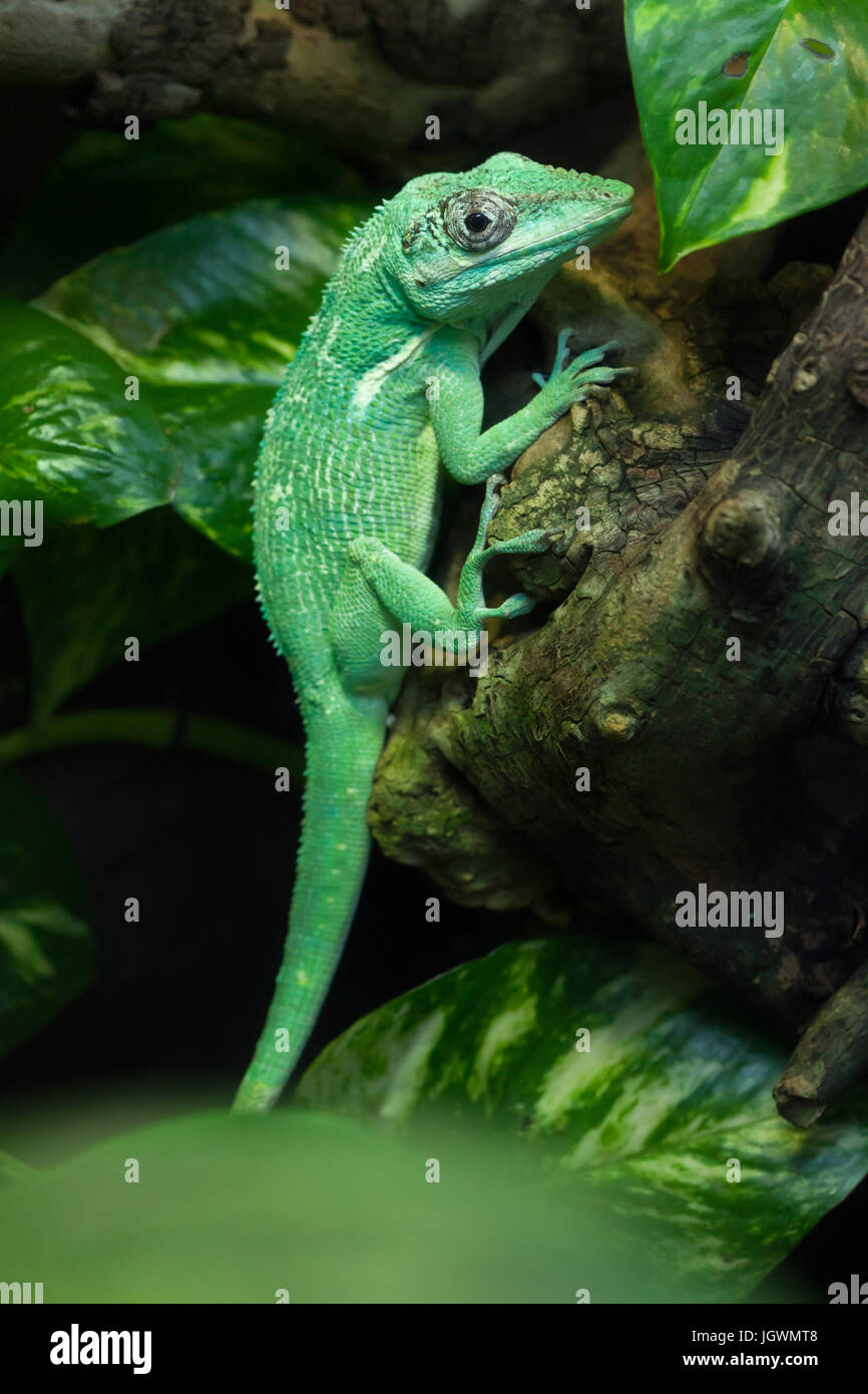 Knight anole (Anolis equestris), also known as the Cuban knight anole ...