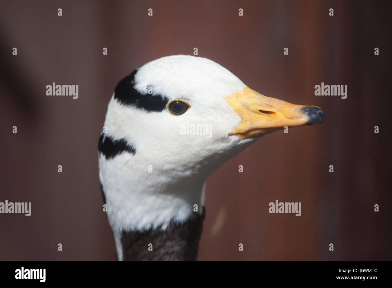 Bar-headed goose (Anser indicus). Wild life animal Stock Photo - Alamy