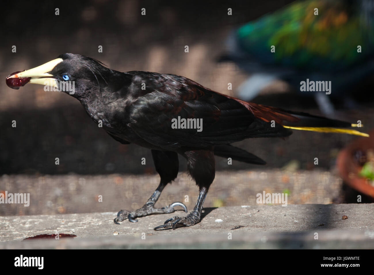 Crested oropendola (Psarocolius decumanus), also known as the Suriname ...