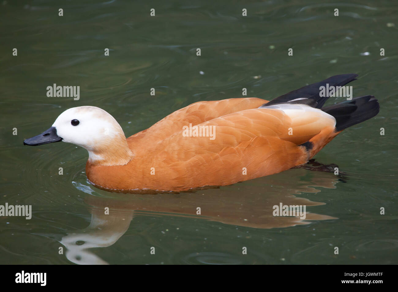 Ruddy shelduck (Tadorna ferruginea), also known as the Brahminy duck ...