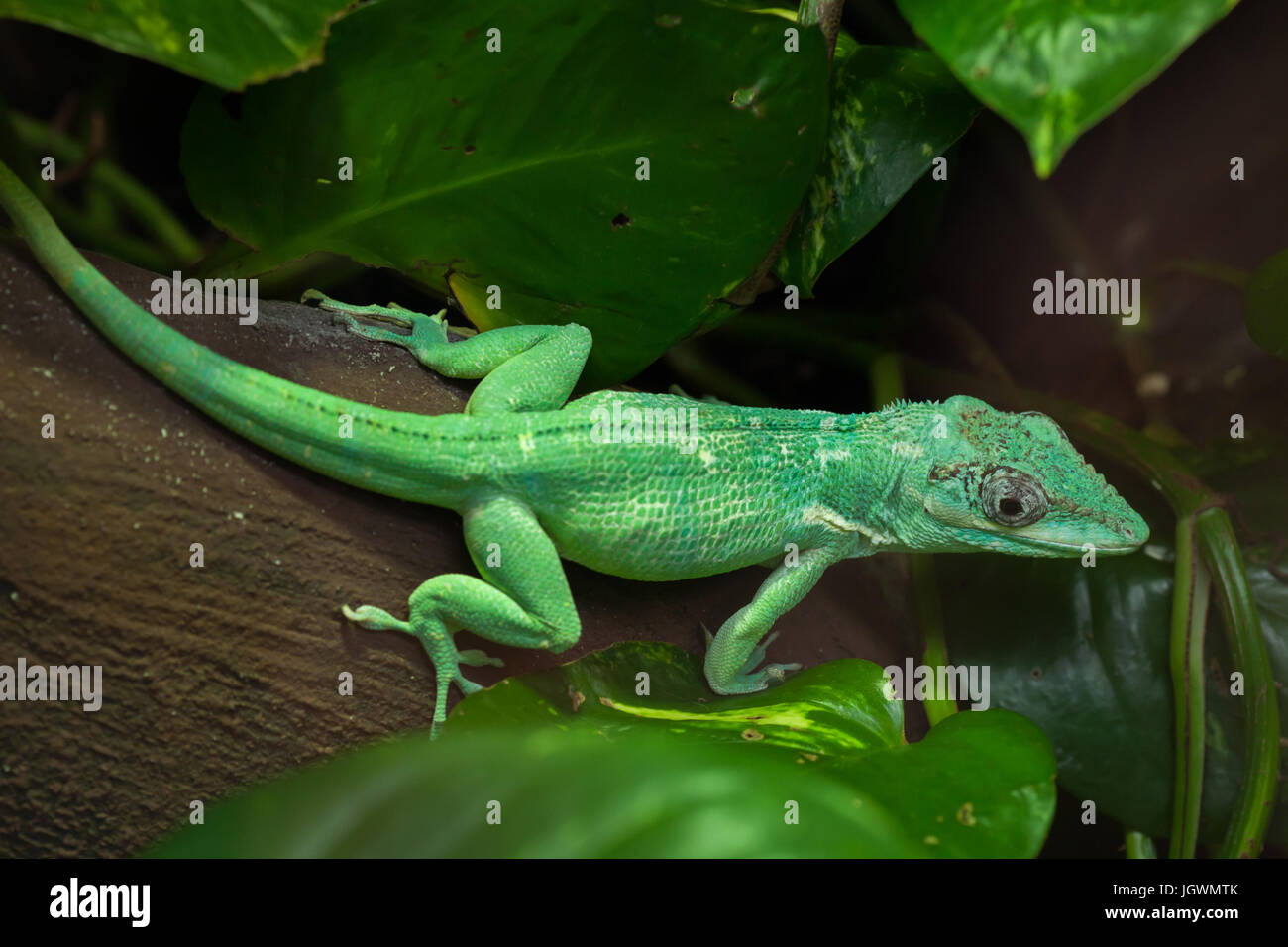 Knight anole (Anolis equestris), also known as the Cuban knight anole ...