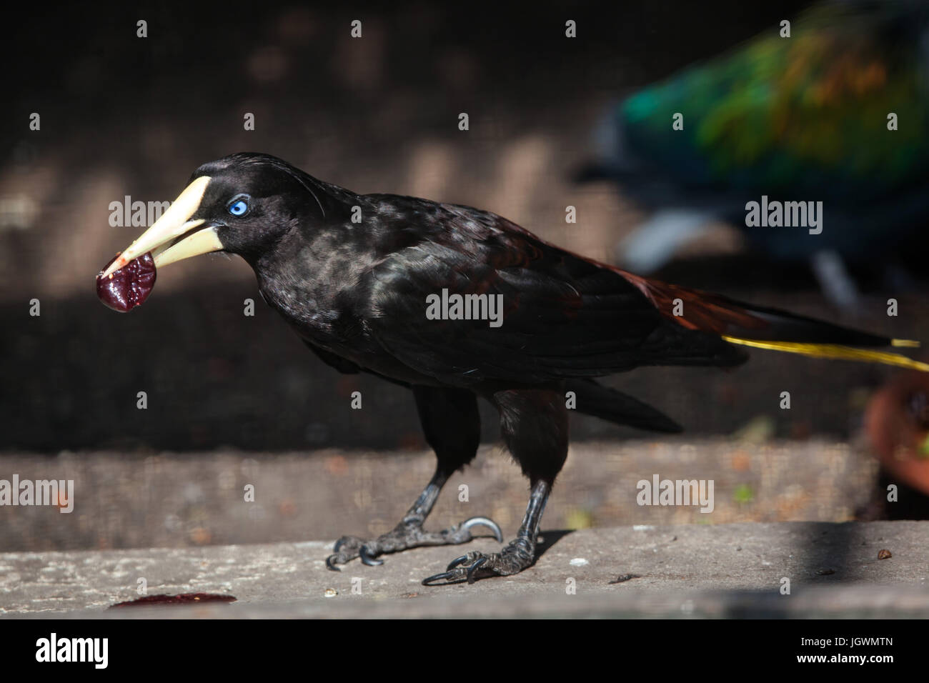 Crested oropendola (Psarocolius decumanus), also known as the Suriname ...