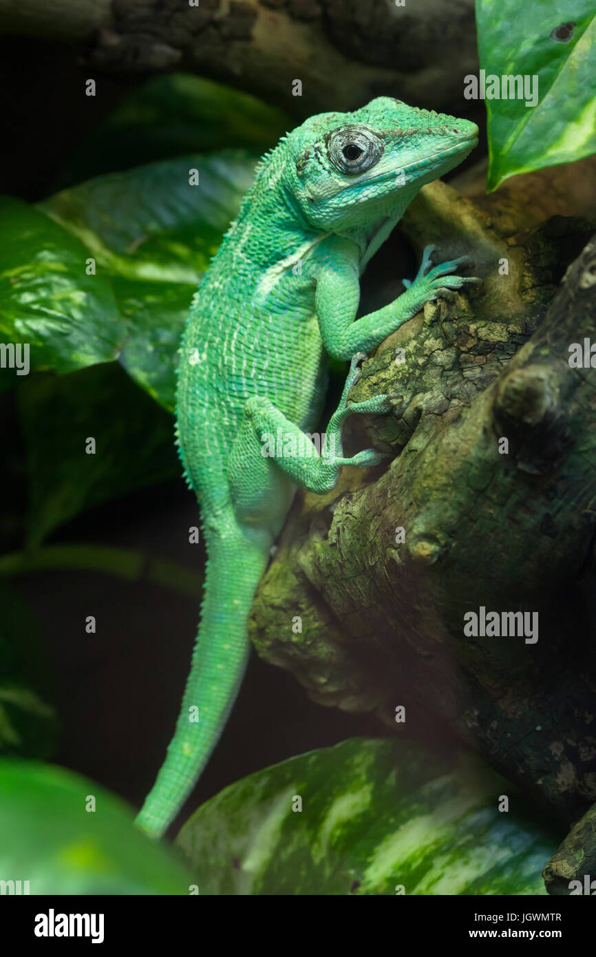 Knight anole (Anolis equestris), also known as the Cuban knight anole ...