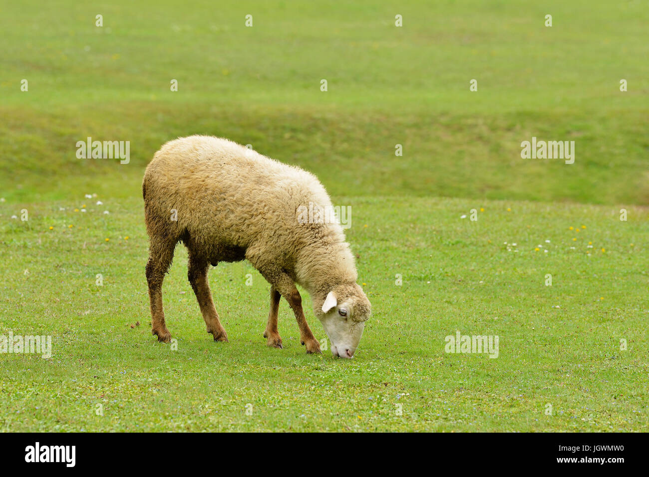 Sheep Grazing Fresh Green Grass in Himalayan Hills Stock Photo - Alamy