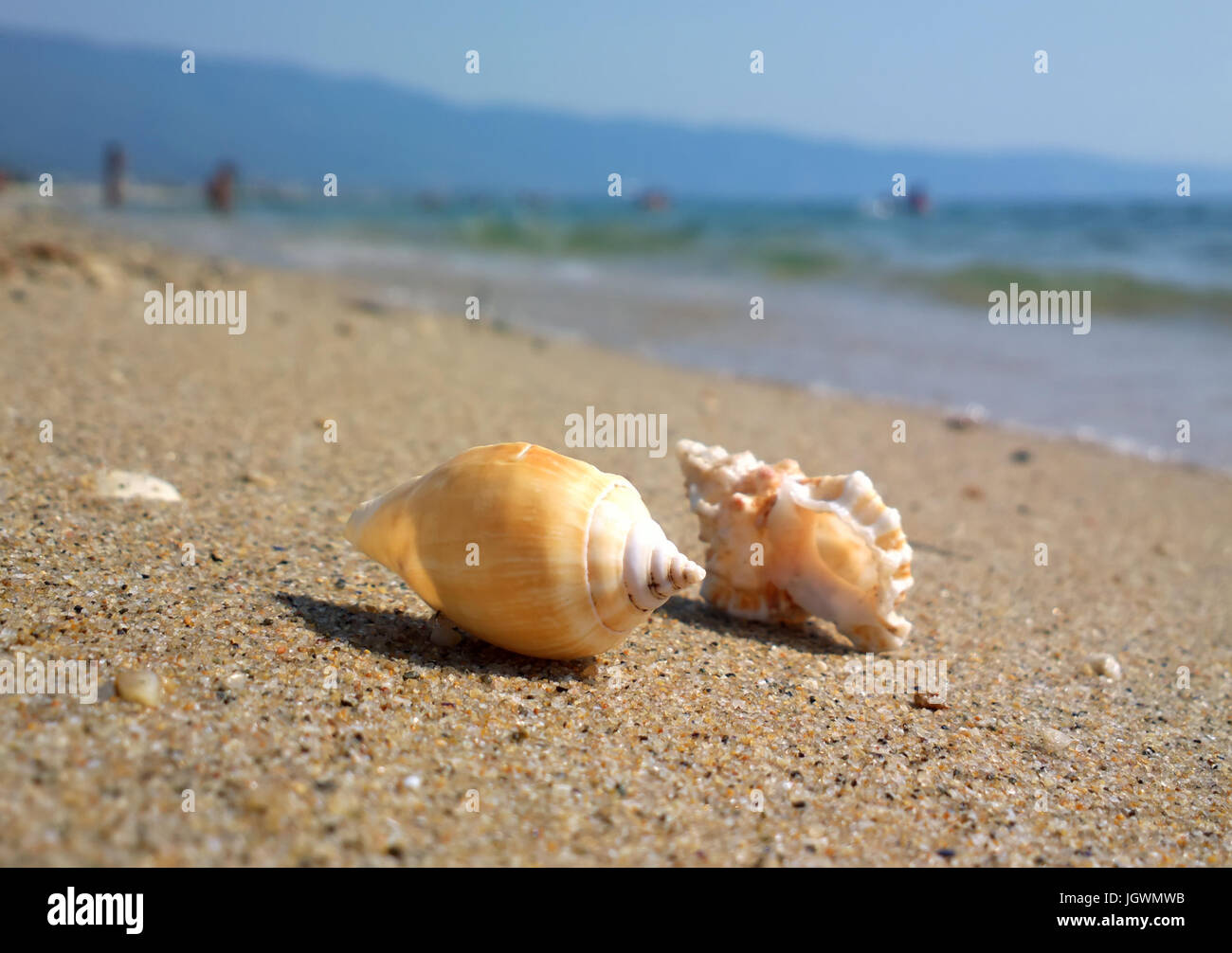 Seashell on the beach Stock Photo - Alamy