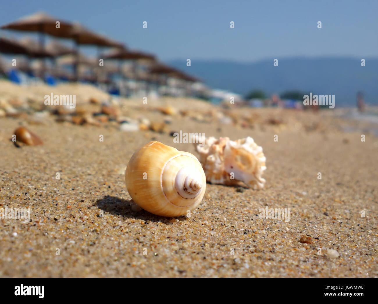 Seashell on the beach Stock Photo - Alamy