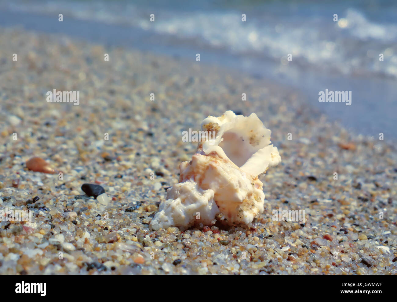 Seashell on the beach Stock Photo - Alamy