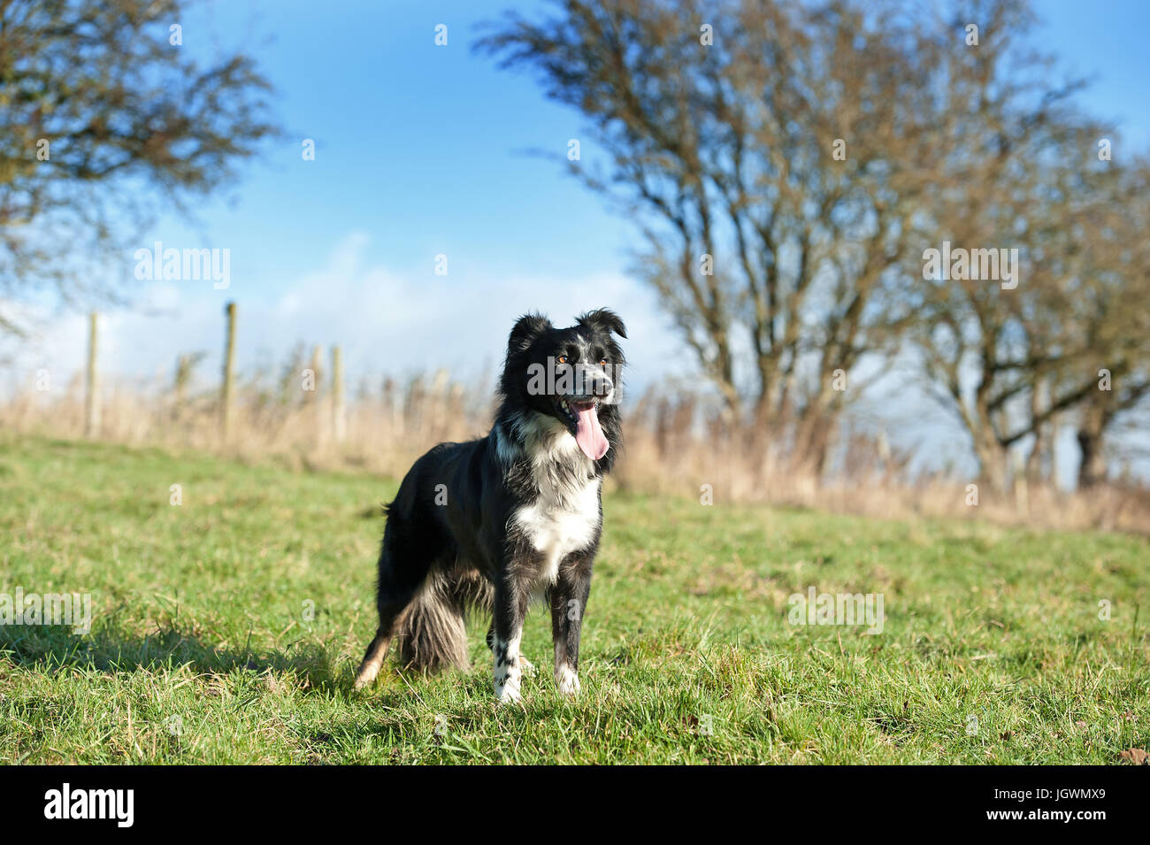 Sheepdog photos hi-res stock photography and images - Alamy