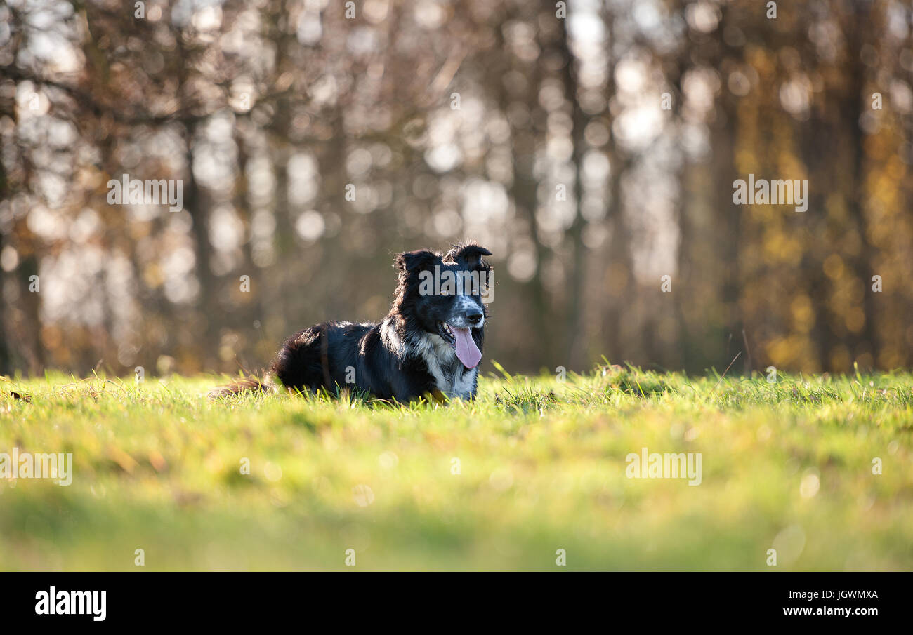 Sheepdog photos hi-res stock photography and images - Alamy