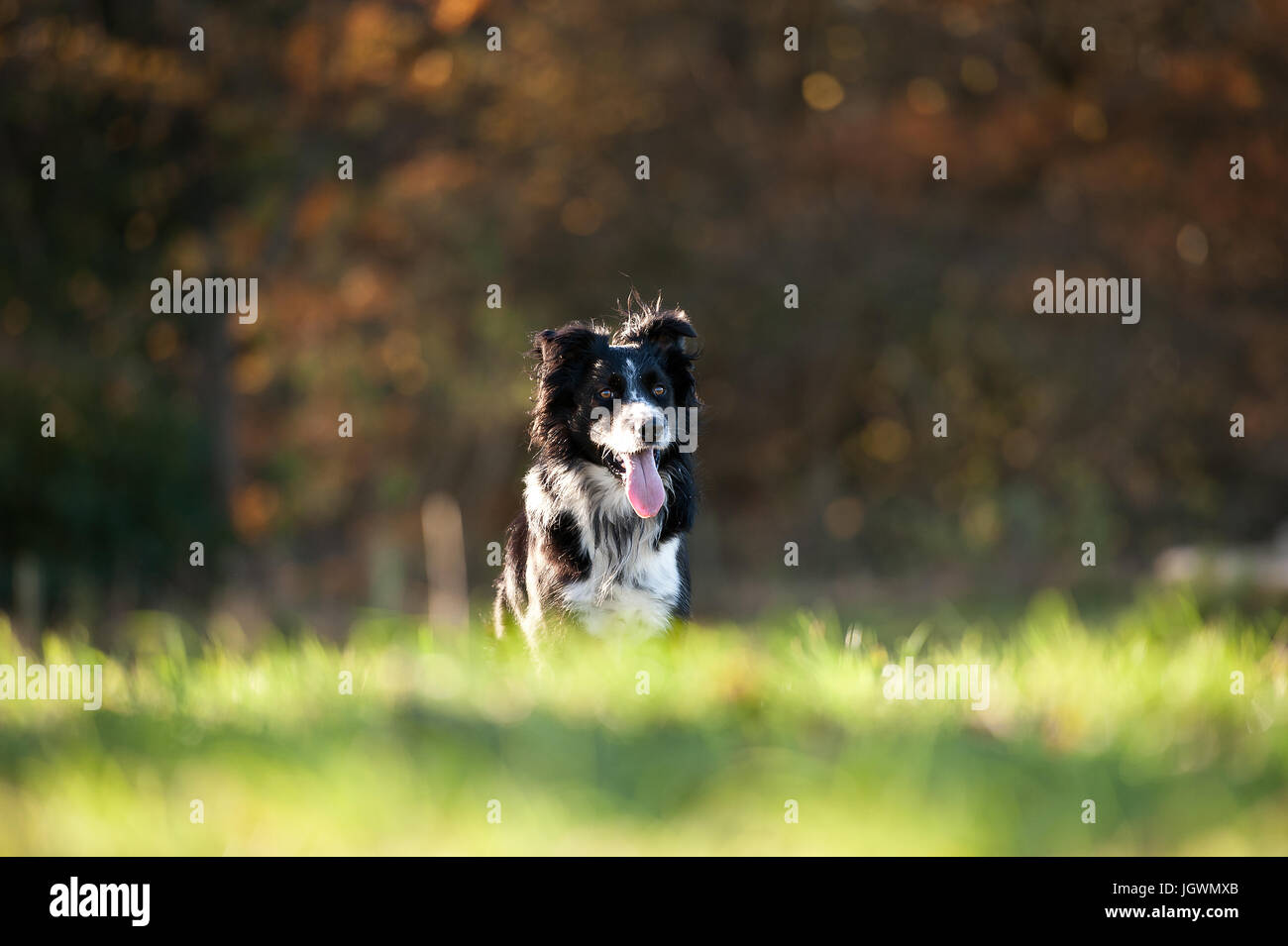 Old and working sheep dog hi-res stock photography and images - Alamy