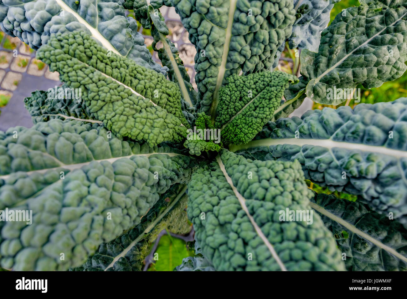 Kale cabbage close-up growing naturally in the garden Stock Photo - Alamy