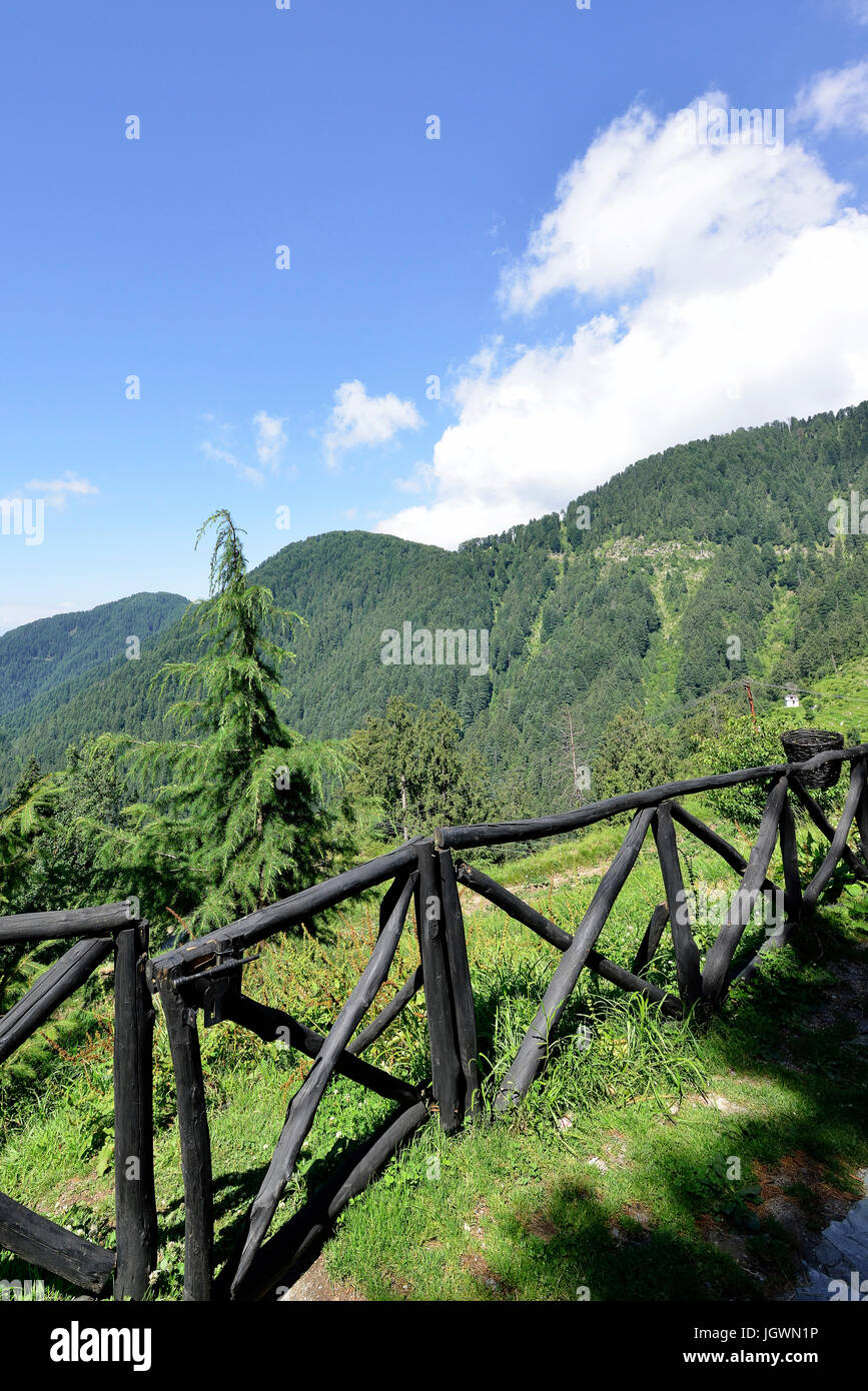 Himalayan Mountain Range with Cedar and Pine Forest Stock Photo - Alamy