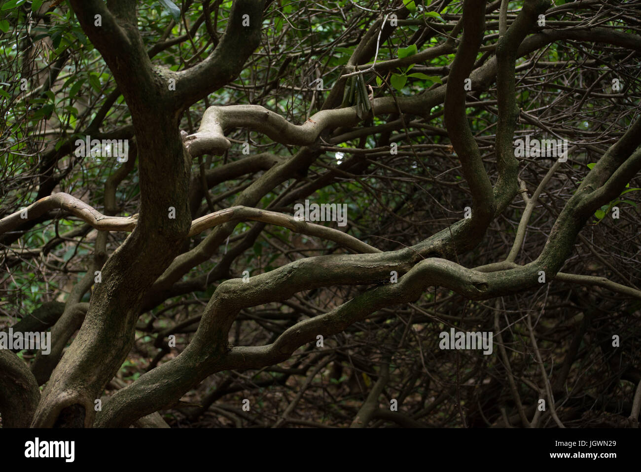 Dark crooked tree Stock Photo - Alamy