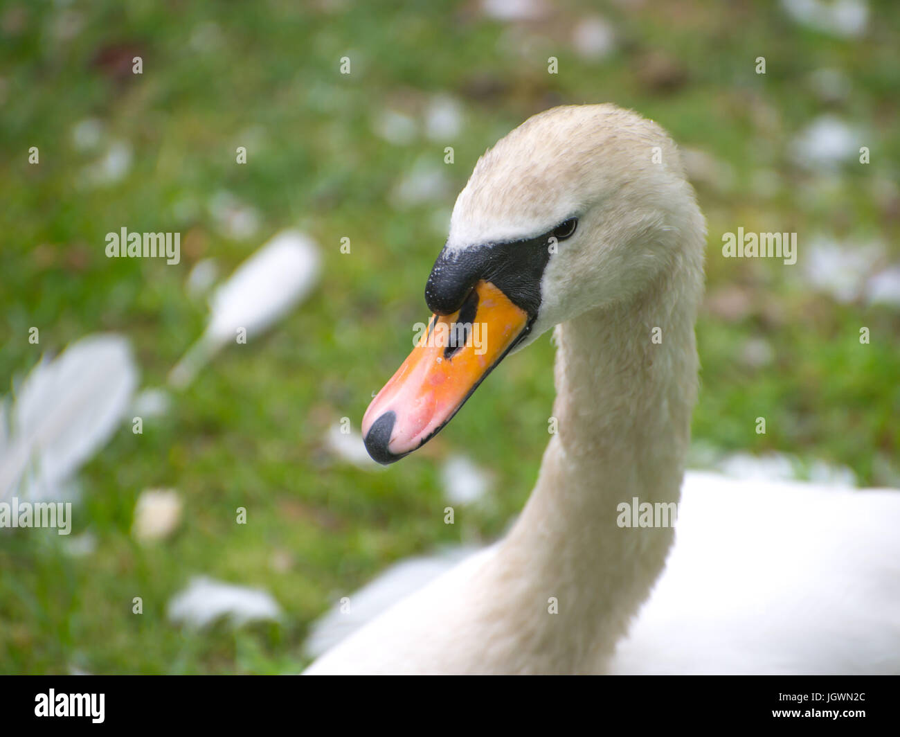 Closeup of mute swan with melting of feathers Stock Photo - Alamy