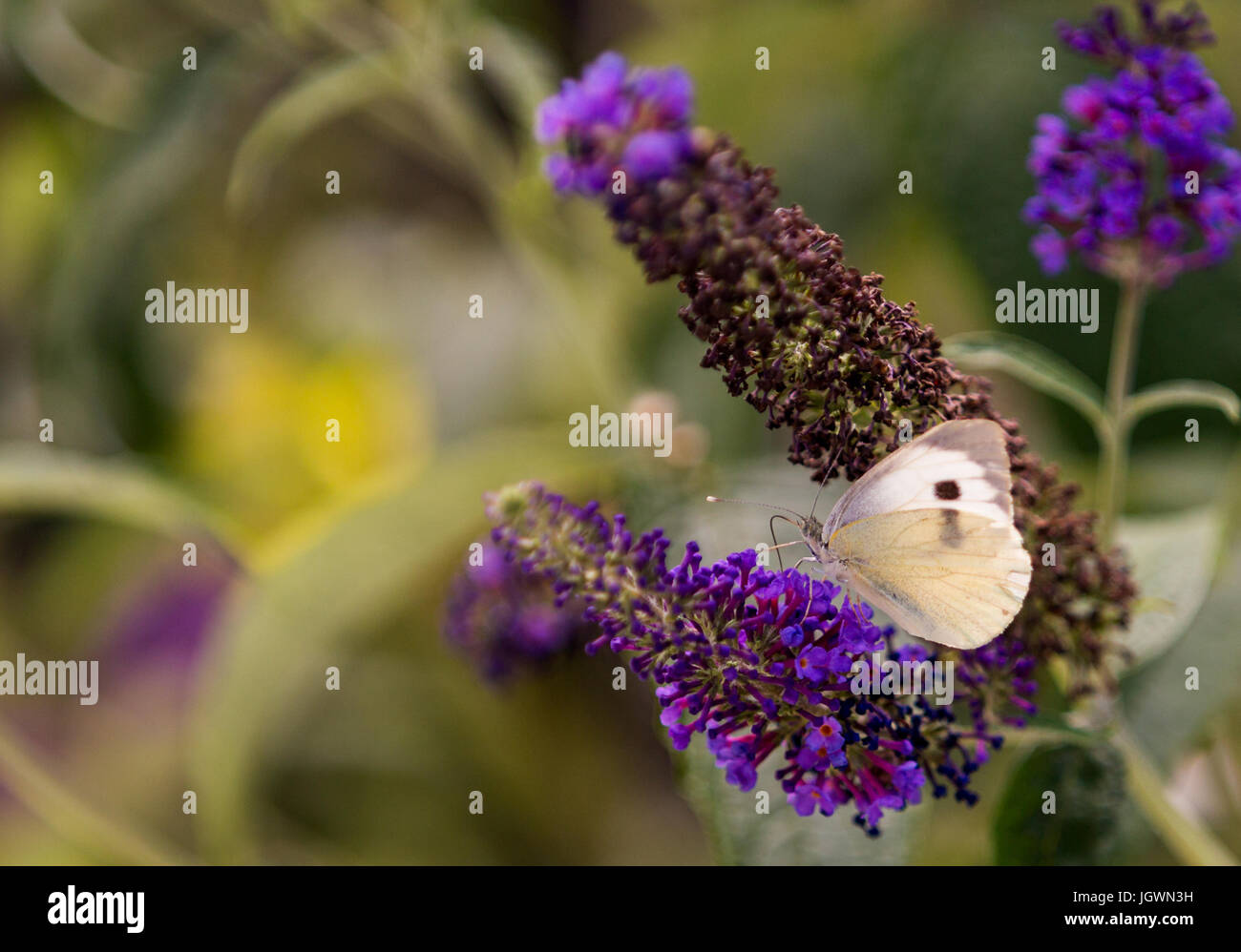 Cabbage white butterfly on purple buddleia davidii hi-res stock ...