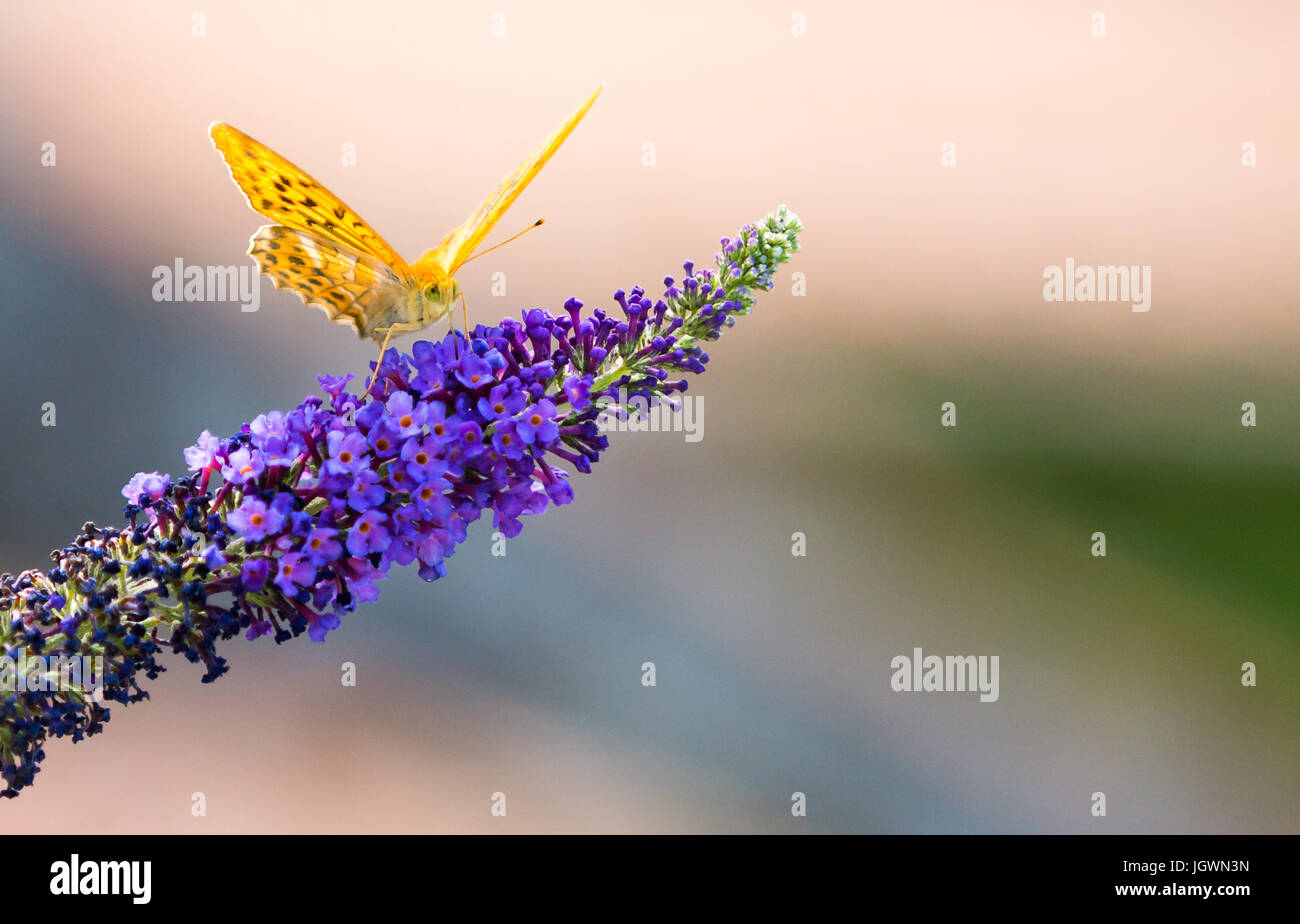 silver tainted fritillary butterfly on buddleia Stock Photo - Alamy
