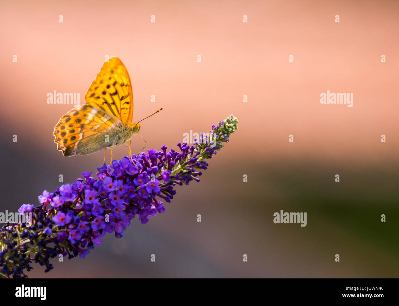 silver tainted fritillary butterfly on buddleia Stock Photo - Alamy