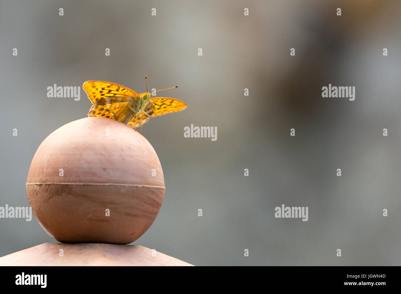 silver tainted fritillary butterfly on ball Stock Photo - Alamy