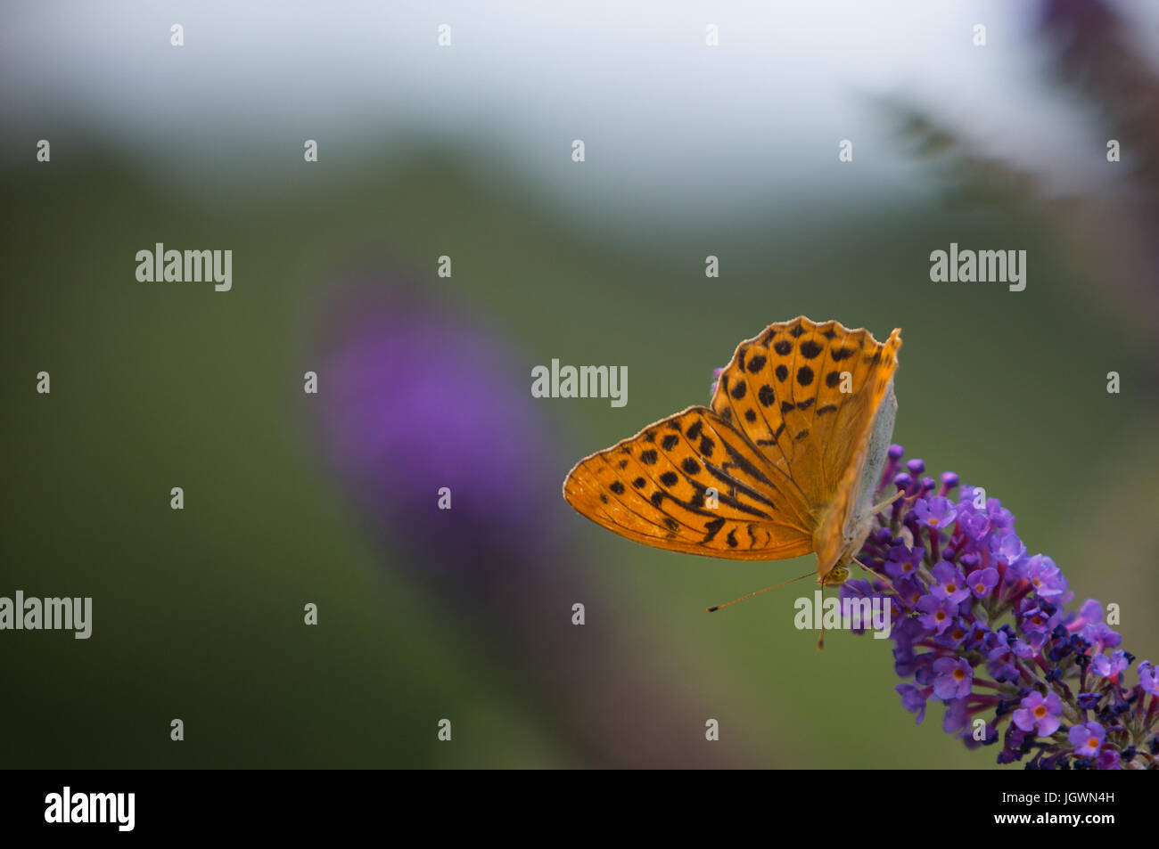 Tainted hi-res stock photography and images - Alamy