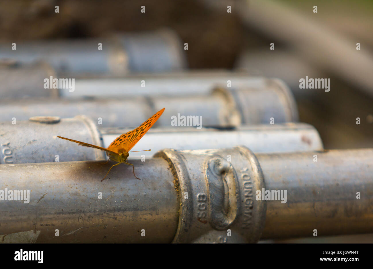silver tainted fritillary butterfly on scaffolding Stock Photo - Alamy