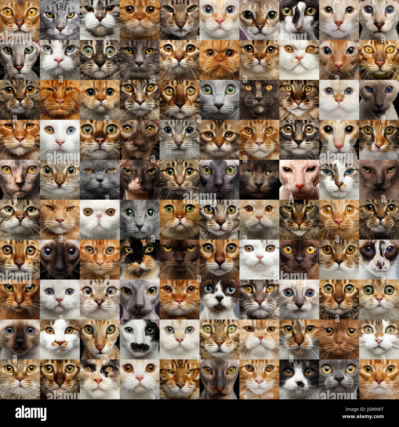 Cats Collage Wallpaper