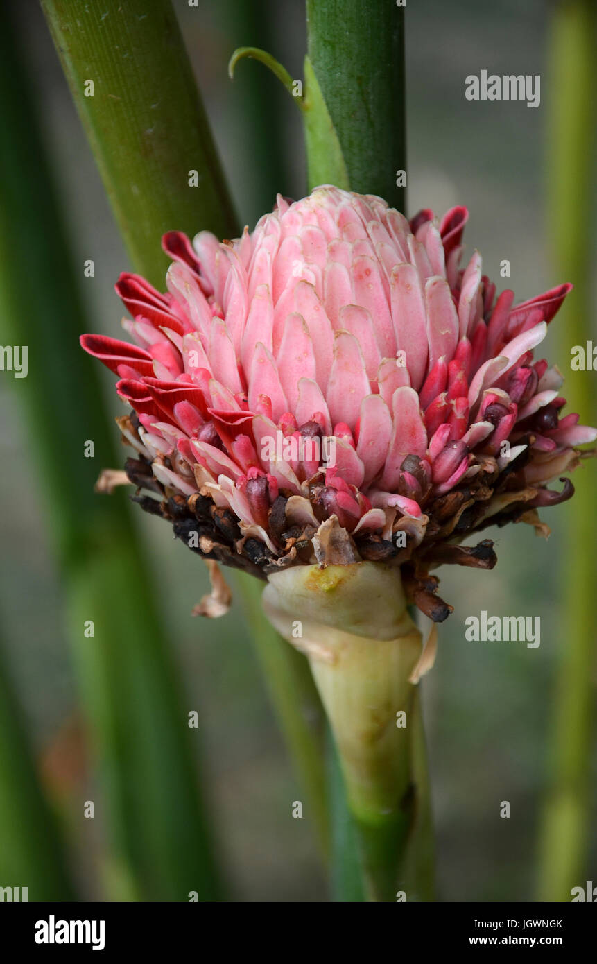 White torch ginger hi-res stock photography and images - Alamy