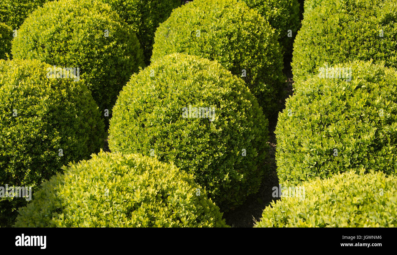 Bushy shrubs hi-res stock photography and images - Alamy