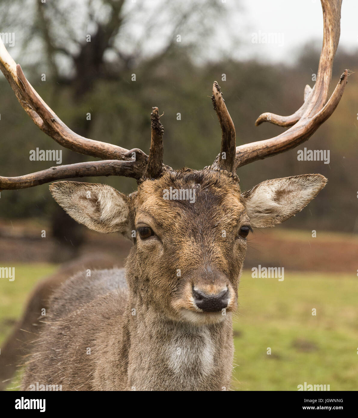 Stag up high hi-res stock photography and images - Alamy