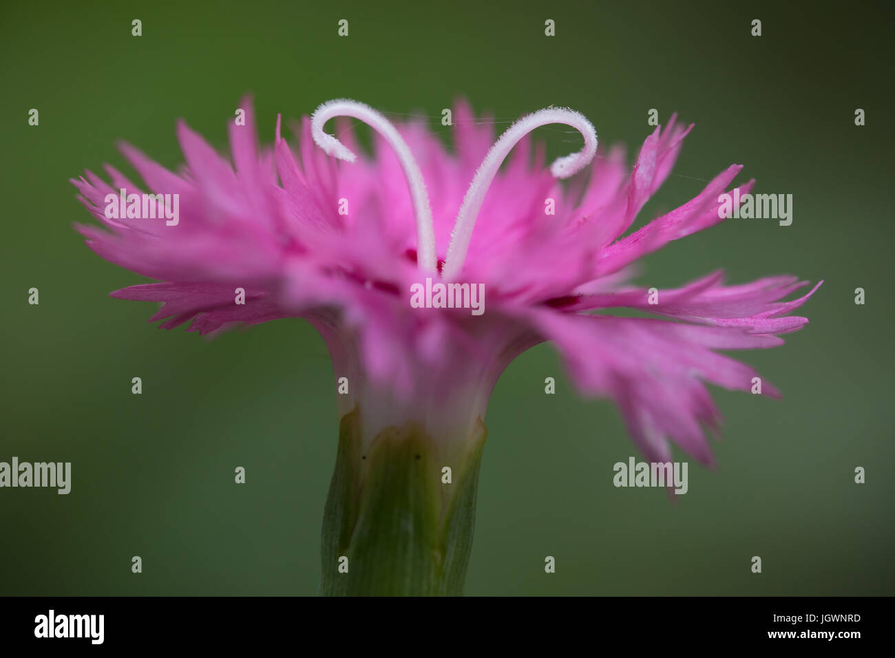 Macro image of a Maiden Pink flower viewd from the side Stock Photo - Alamy