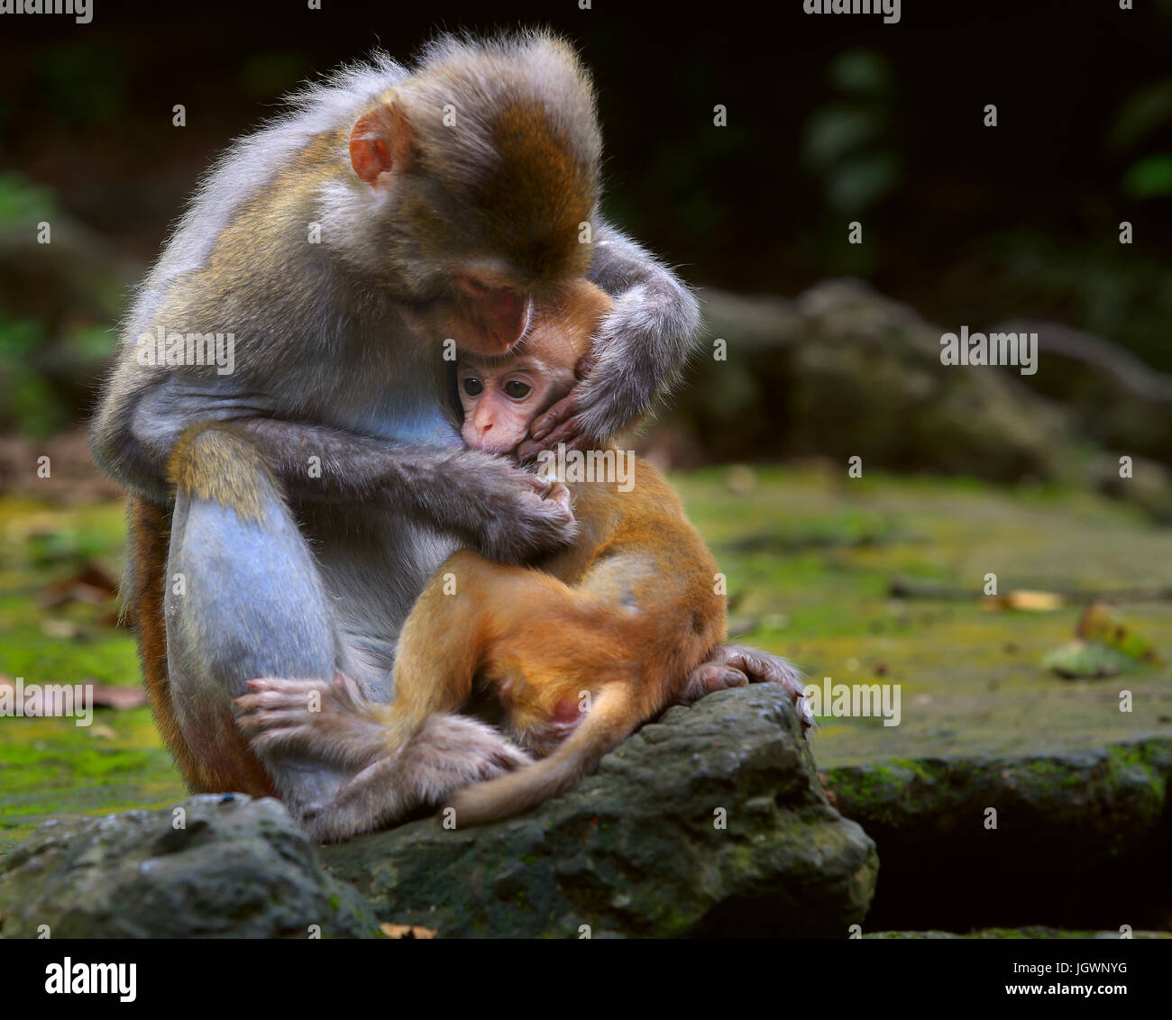 Close-up of monkey Stock Photo - Alamy
