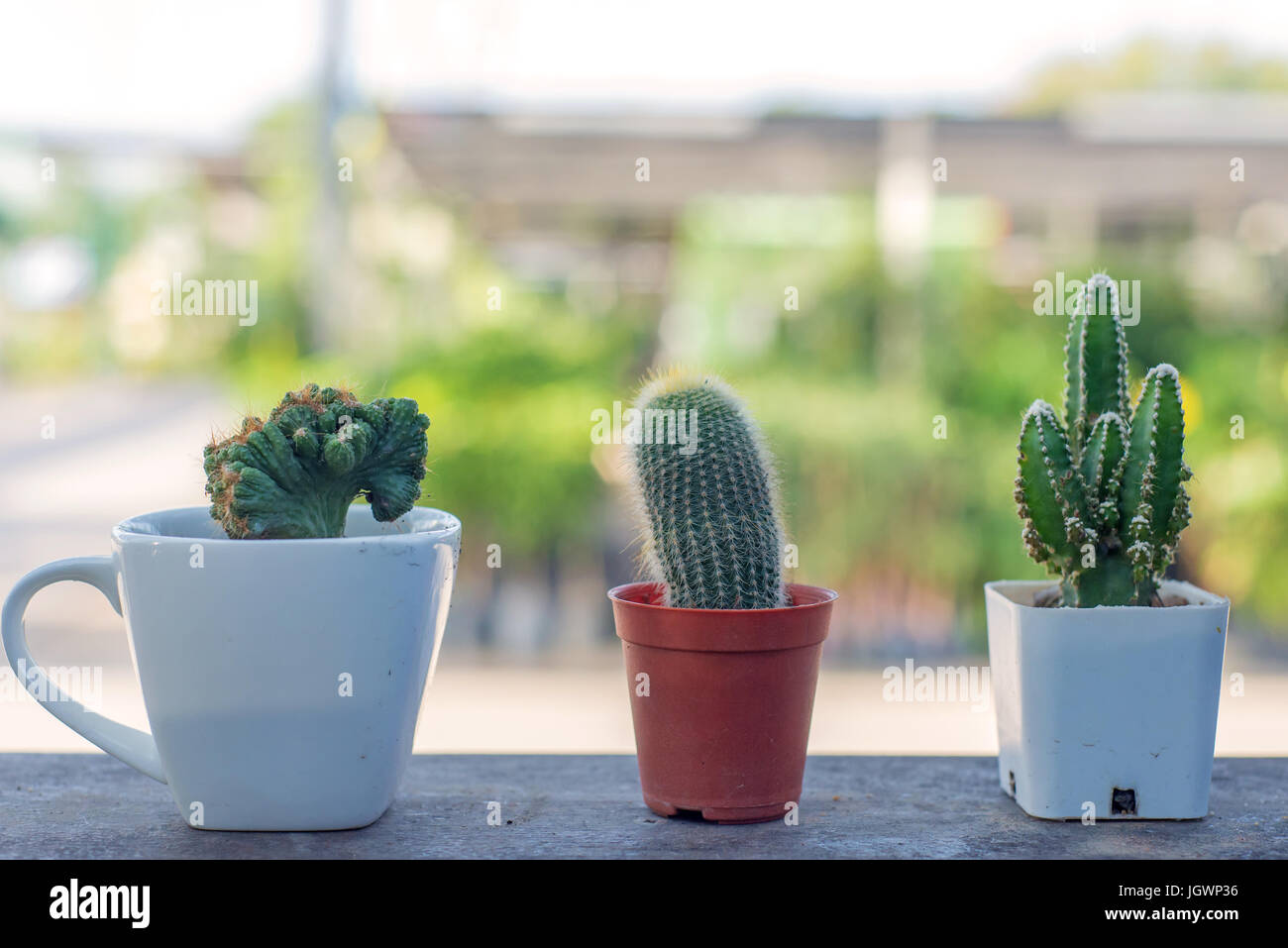 pot with cactus cactus in the morning Stock Photo - Alamy