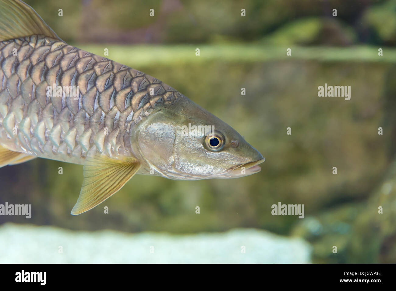 Big European Chub (Squalius cephalus), single fish in water Stock Photo ...