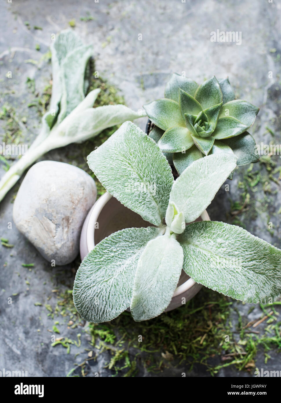 Overhead view of succulent plant Stock Photo - Alamy